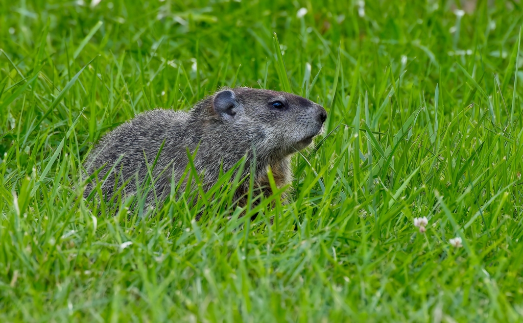 Groundhog from Patuxent Research Refuge, Prince George's, Maryland ...