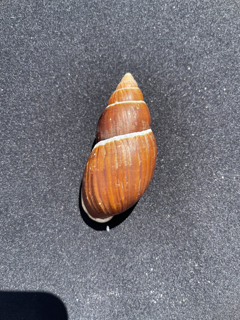 Flax Snail in October 2021 by Joshua Rogers · iNaturalist