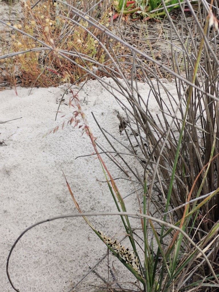 Perennial Veldtgrass from Grassy Park, Cape Town, 7941, South Africa on ...