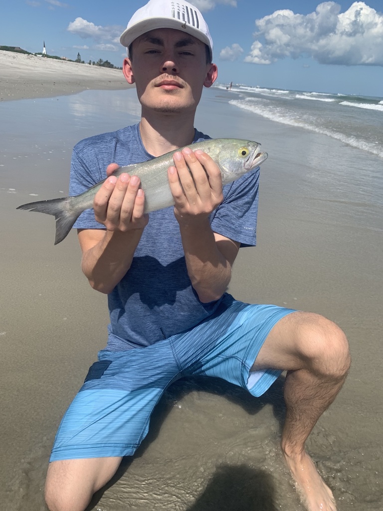Bluefish from North Atlantic Ocean, Cocoa Beach, FL, US on October 16 ...