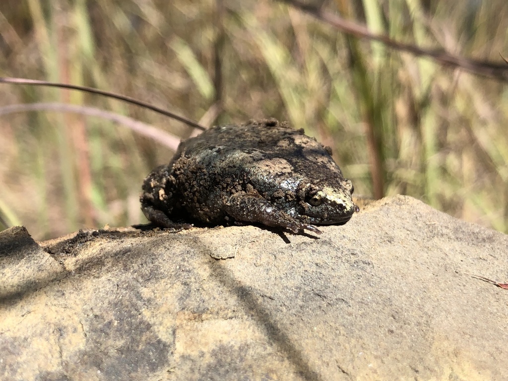 Eastern Narrow-mouthed Toad from Stringtown, OK, US on October 16, 2021 ...
