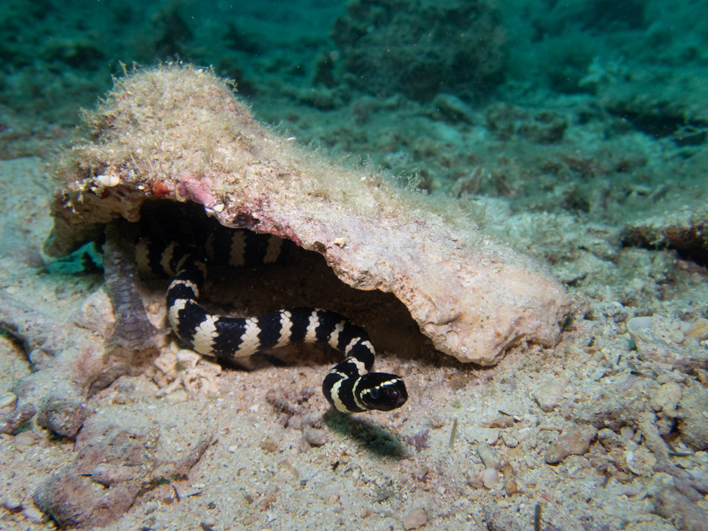 Ijima's Sea Snake in April 2021 by Aleš Buček · iNaturalist