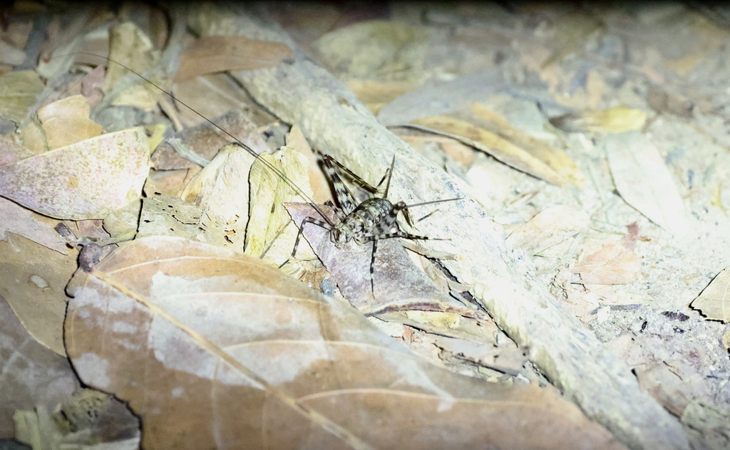 Spider Crickets and Allies from Rumphi, Malawi on October 19, 2021 at ...