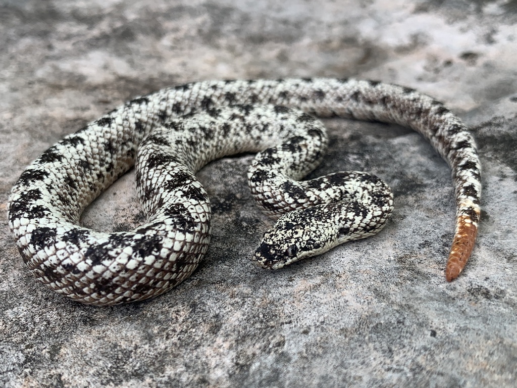 Ambergris Cay Dwarf Boa in October 2021 by Robert Herrington · iNaturalist