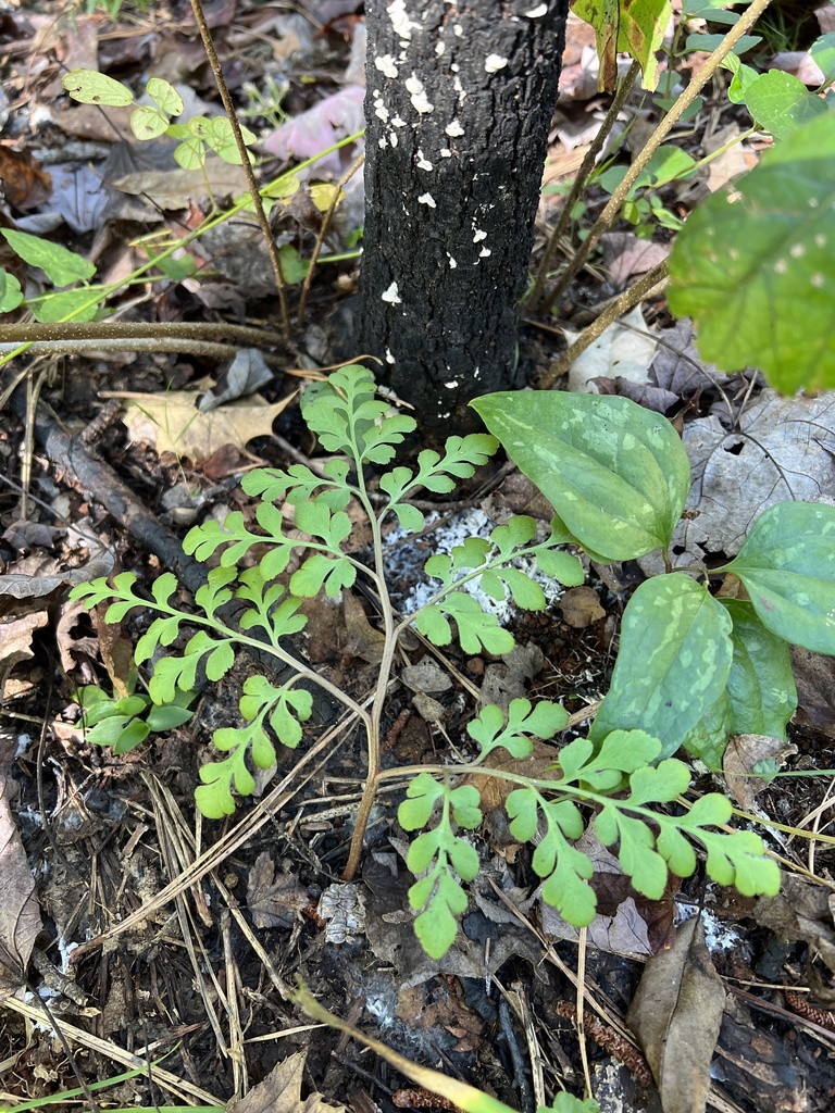 Alabama grapefern in October 2021 by Emily Sessa · iNaturalist