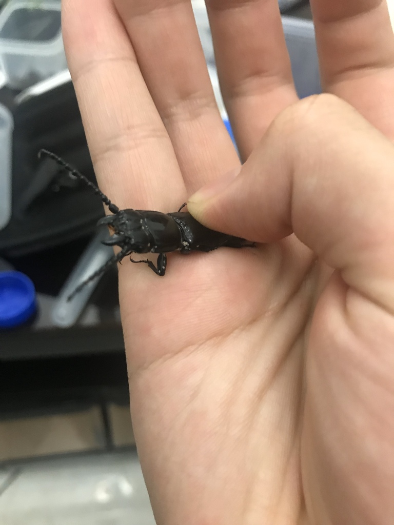 Parasitic Flat Bark Beetles from Lorong Api Api 3, Kota Kinabalu, Sabah ...