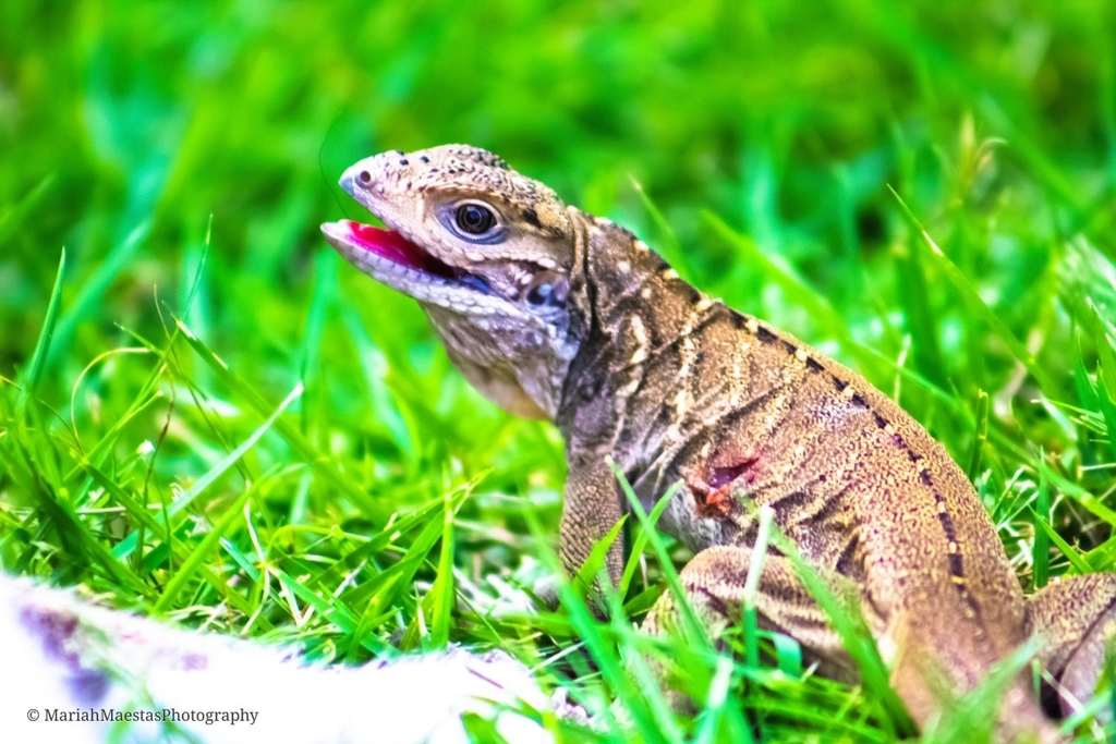 Rhinoceros Iguana in October 2020 by Mariah Maestas · iNaturalist