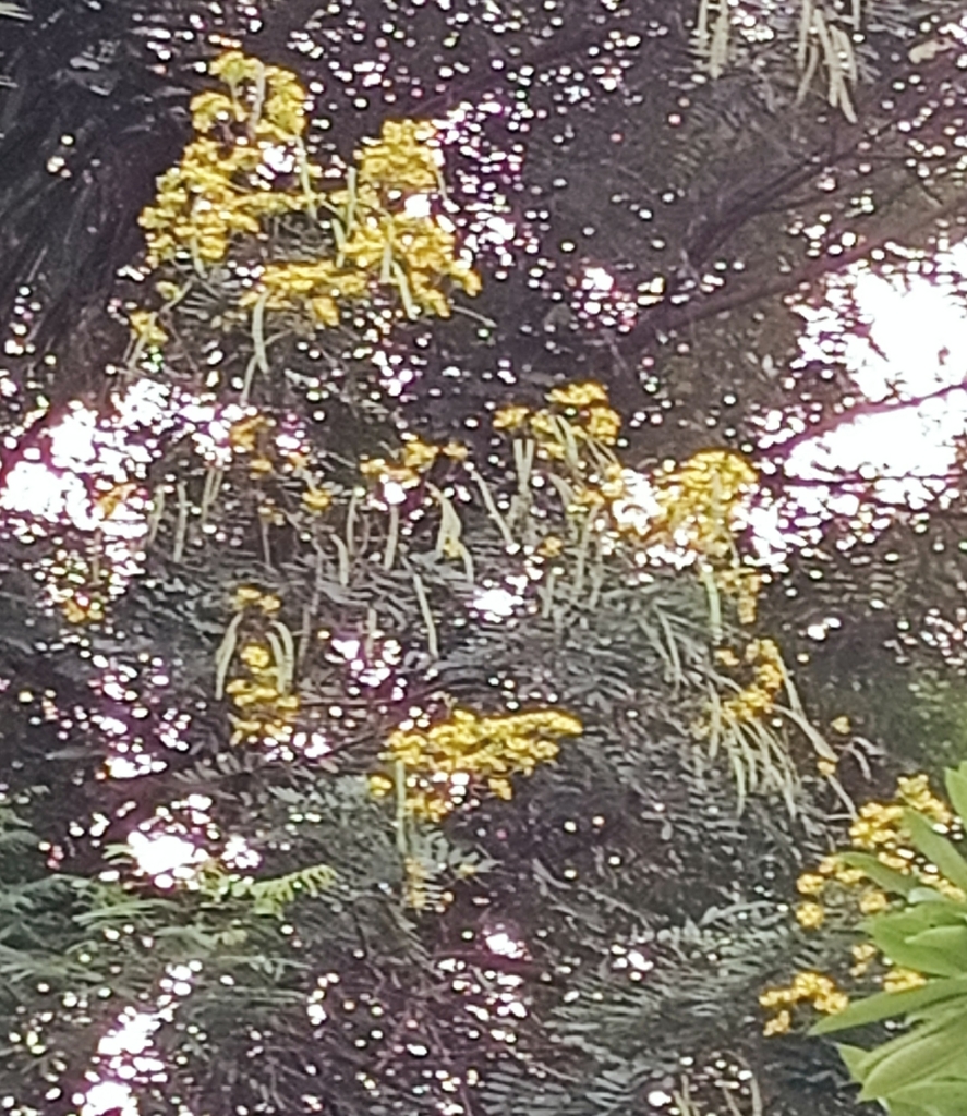 Kassod Tree from Ranchi on October 19, 2021 at 04:23 PM by Neha Adarsh ...