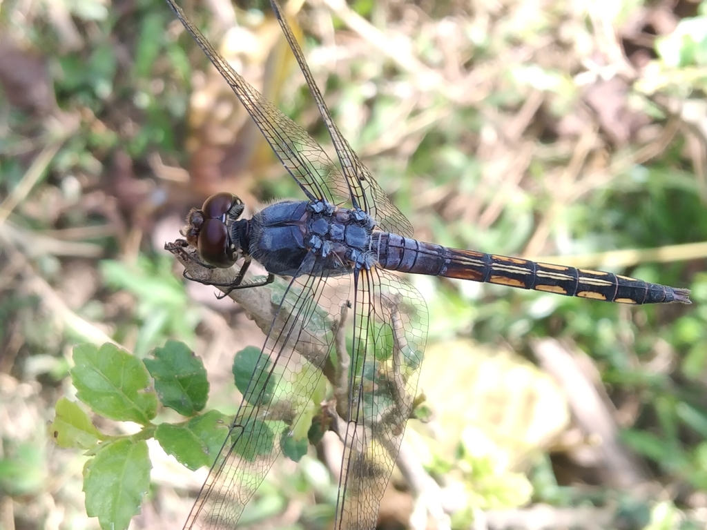 Swampwatcher from P3W2+82H ตำบล ฉลุง อำเภอเมืองสตูล สตูล 91140 ประเทศไทย on October 19, 2021 at ...