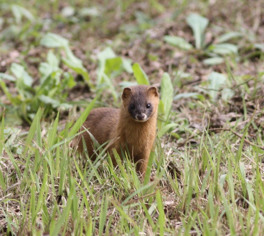Siberian Weasel from Huqiu, Suzhou, Jiangsu, CN on October 18, 2021 at ...