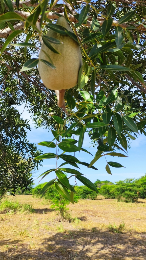 Honduras Mahogany in October 2021 by Joaquín Martínez · iNaturalist