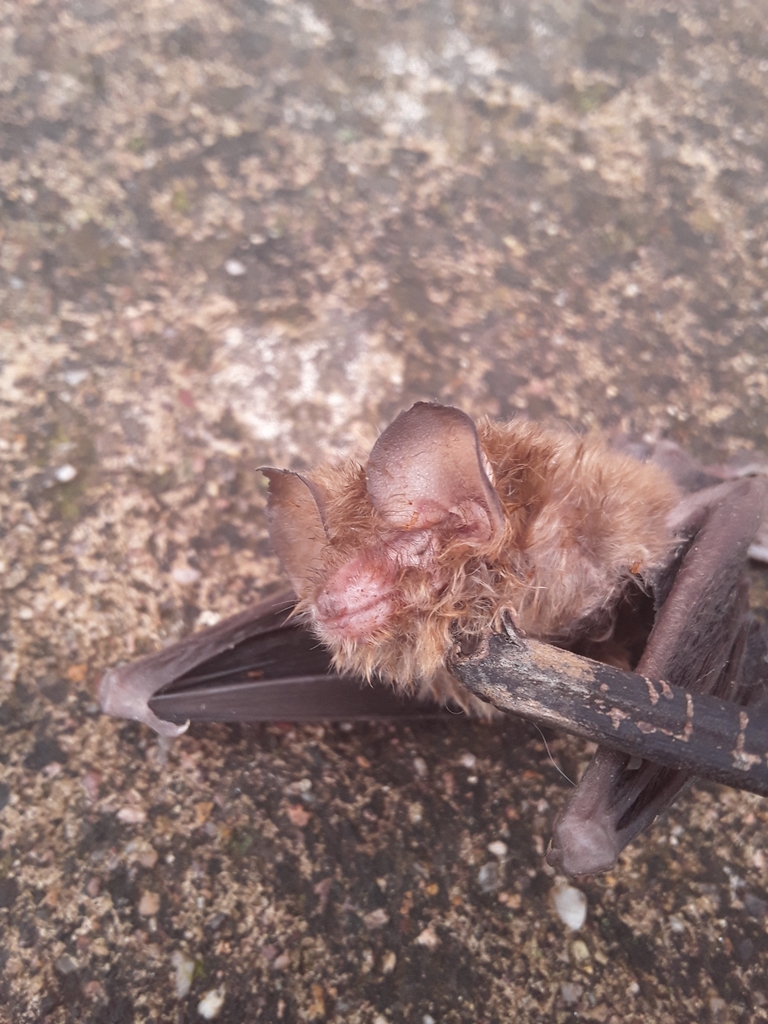 Mexican Greater Funnel-eared Bat from Unnamed Road, Valle de Ángeles ...