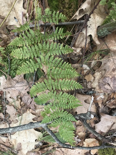 Observations by lsrhs_b_graham · iNaturalist