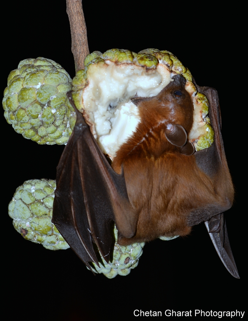 Bats (Chiroptera) - Know Your Mammals
