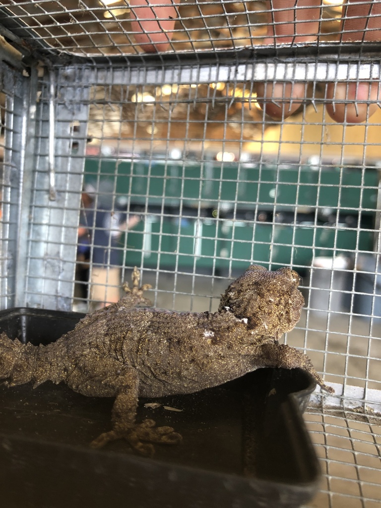 Ringed Wall Gecko from Punta Gorda, FL, US on August 16, 2021 at 05:54 ...