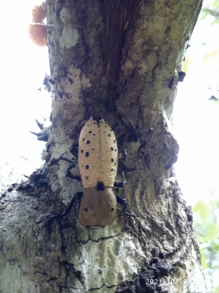 Zopherus chilensis from Santa María Huatulco, Oax., México on October ...