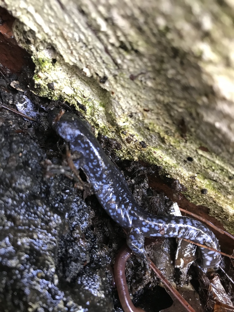 Blue-spotted Salamander in April 2018 by petenation · iNaturalist