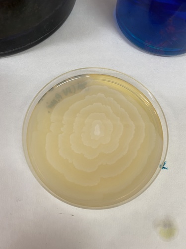 Proteus Gram-negative Proteobacteria (Genus Proteus) · iNaturalist ...