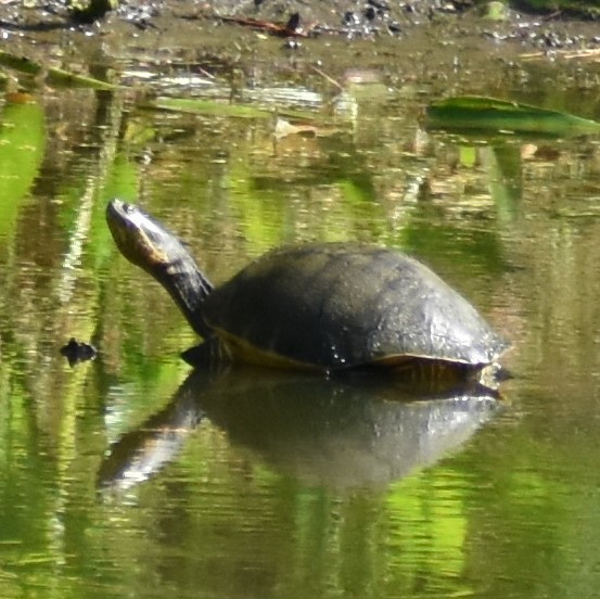Chicken Turtle from Gainesville, FL, USA on October 19, 2021 at 11:18 ...