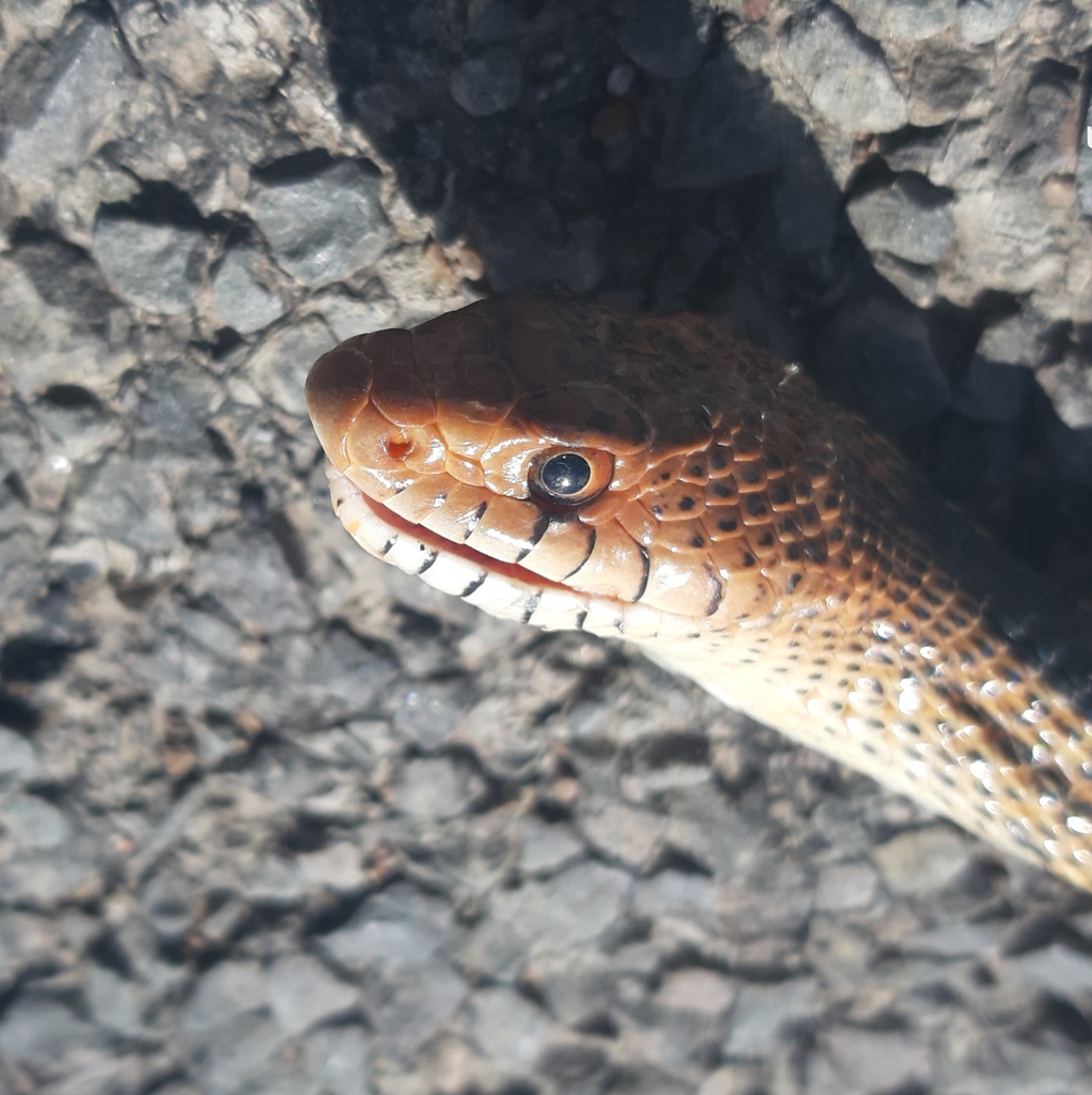 Mexican Bull Snake from 37926 Gto., México on October 13, 2021 at 02:57 ...