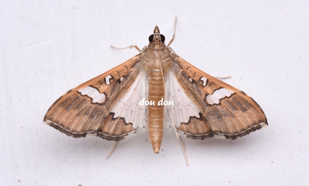 Mung Bean Moth from 中国江苏省南京市栖霞区南京大学仙林校区 on October 12, 2021 at 01:59 PM ...
