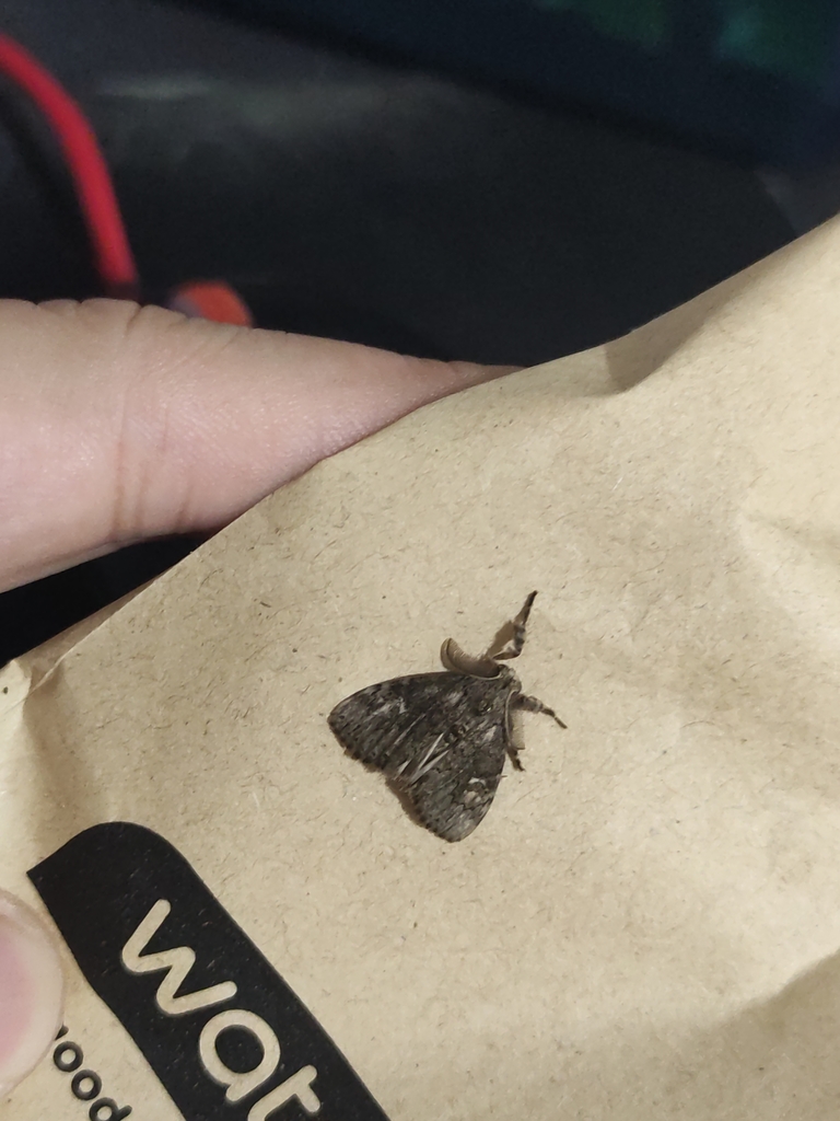 Cocoa Tussock Moth from Katipunan-Bayan (Pob.), Rizal, Philippines on ...