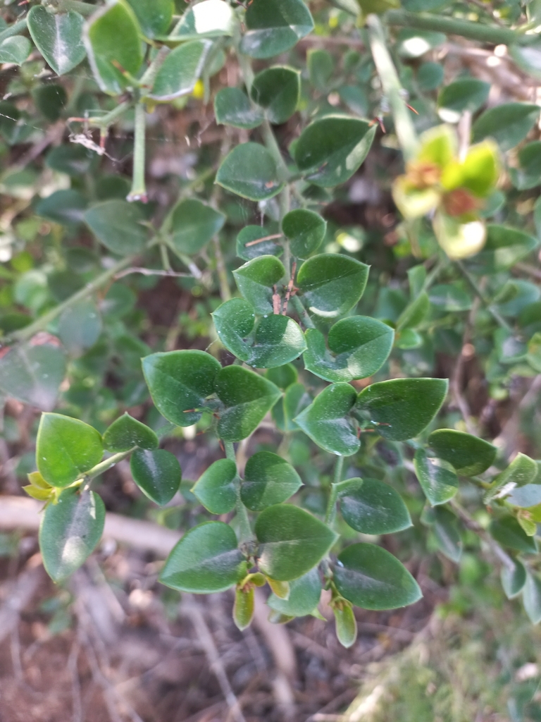 num-num from Mossel Bay Local Municipality, South Africa on October 21 ...