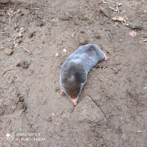 Himalayan Mole (Euroscaptor micrurus) · iNaturalist