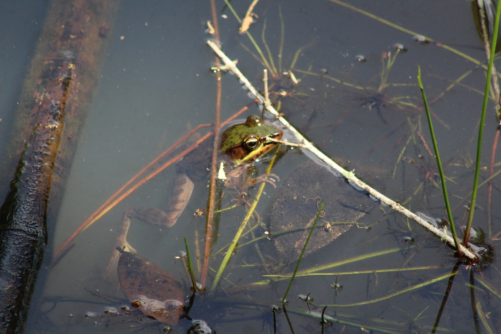 American Water Frogs from Totutla, Ver., México on June 7, 2021 at 09: ...