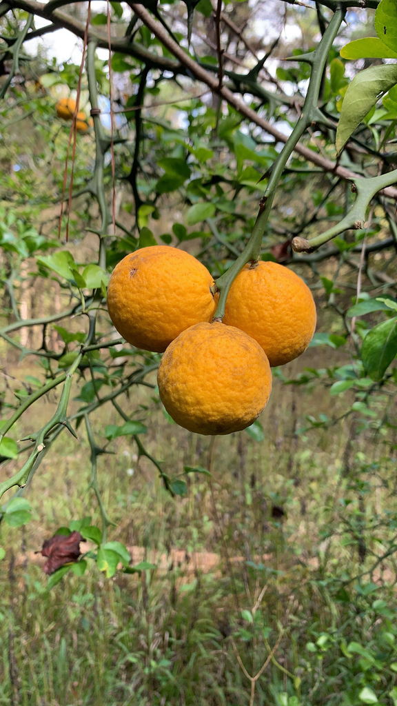 trifoliate orange from Lithonia on October 13, 2021 at 01:24 PM by ...