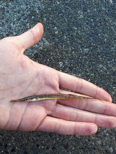 Sticklebacks and Allies (Suborder Gasterosteoidei) · iNaturalist