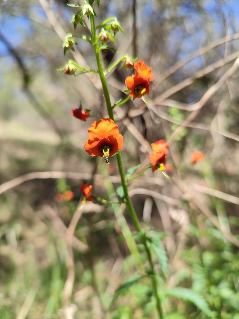 Mask Flower from Unnamed Road, Quilpué, Valparaíso, Chile on October 16 ...