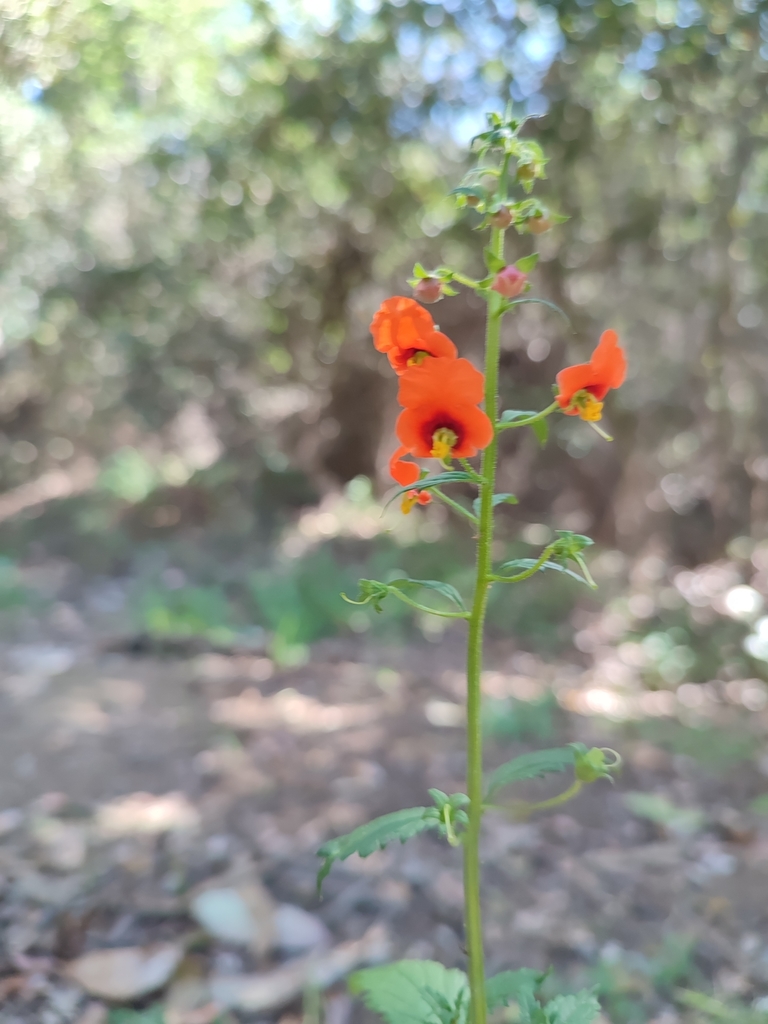 Mask Flower from Unnamed Road, Quilpué, Valparaíso, Chile on October 16 ...