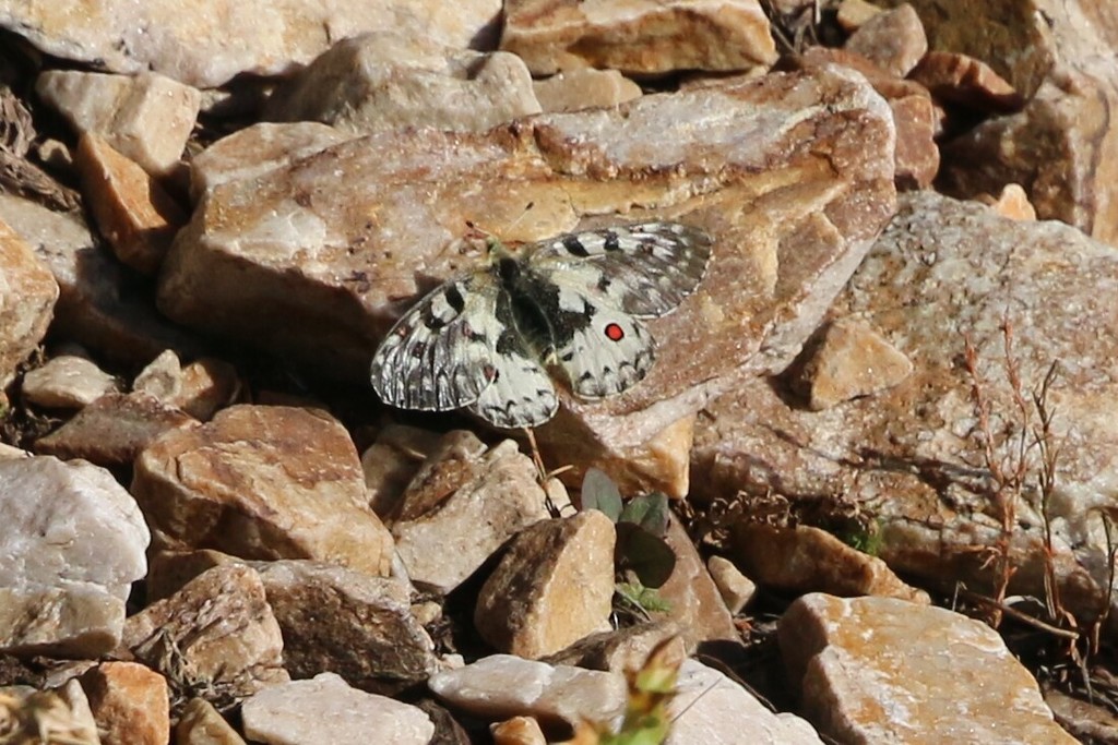 Rocky Mountain Parnassian from Tooele County, UT, USA on September 14 ...