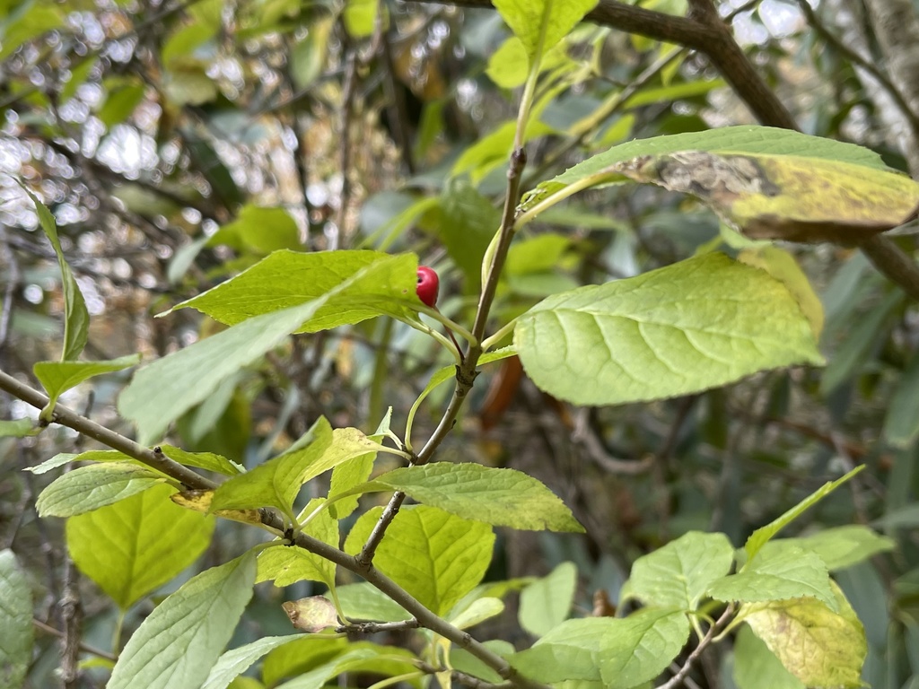 long-stalked holly in October 2021 by John Burkhart · iNaturalist