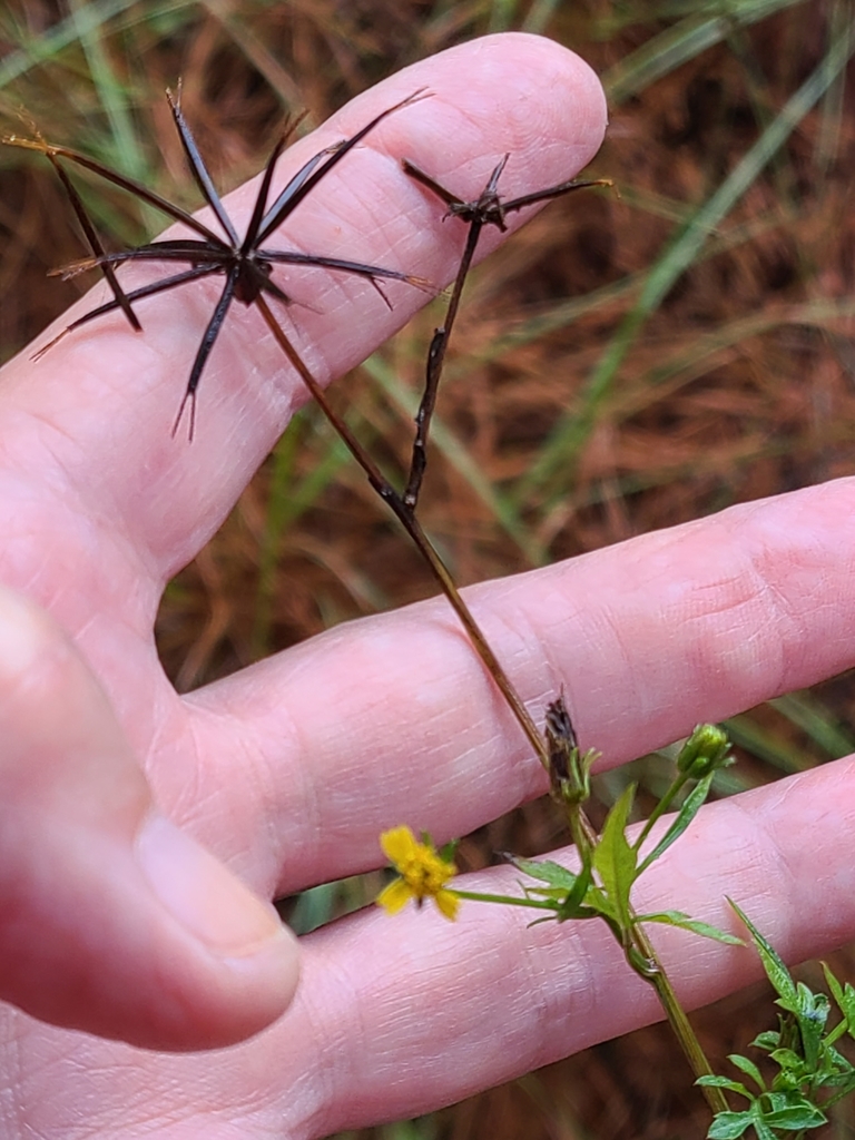 Spanish needles from Smithville, TX 78957, USA on October 14, 2021 at ...