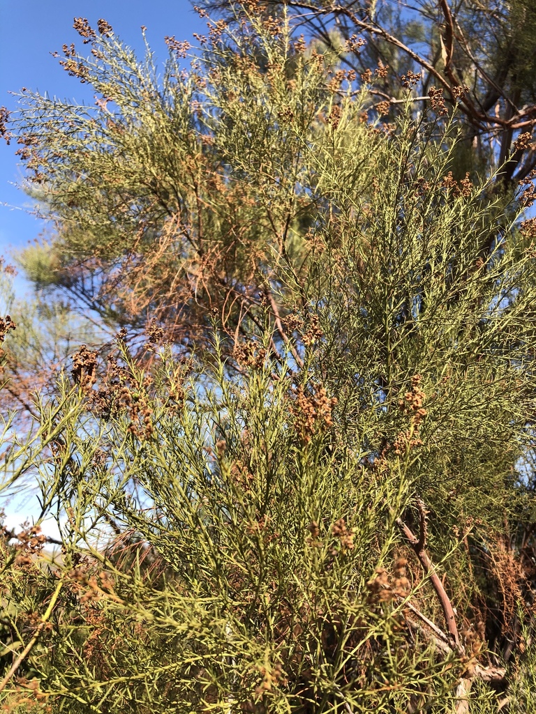 Redshanks from Irvine Regional Park, Orange, CA, US on October 21, 2021 ...