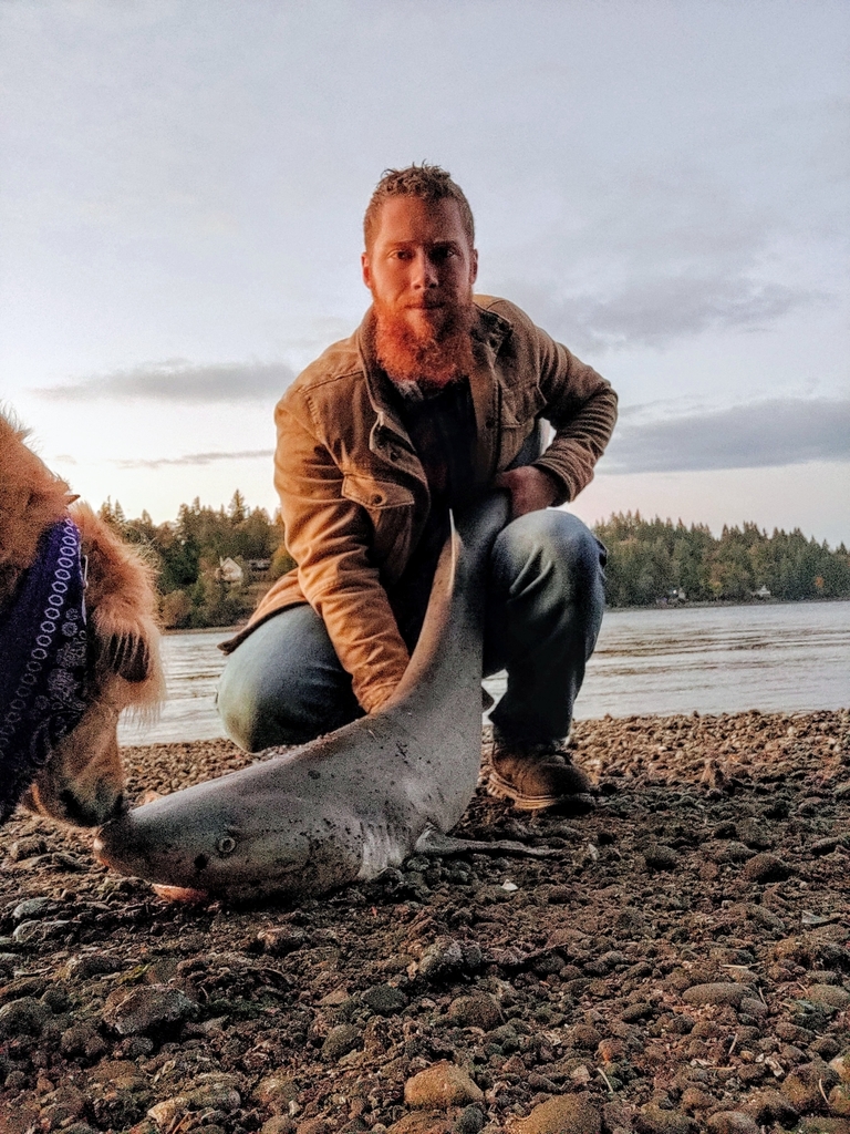 Broadnose Sevengill Shark from SKOK, WA 98584, USA on October 10, 2021 ...