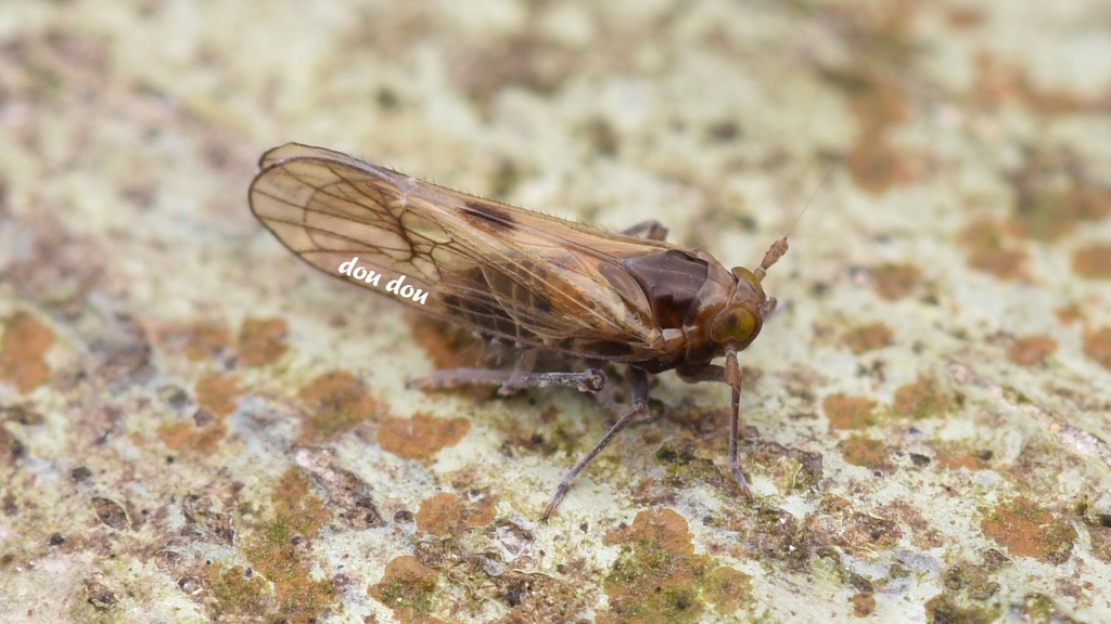 brown planthopper from 中国江苏省镇江市句容市宝华山 on October 17, 2021 at 12:35 PM ...