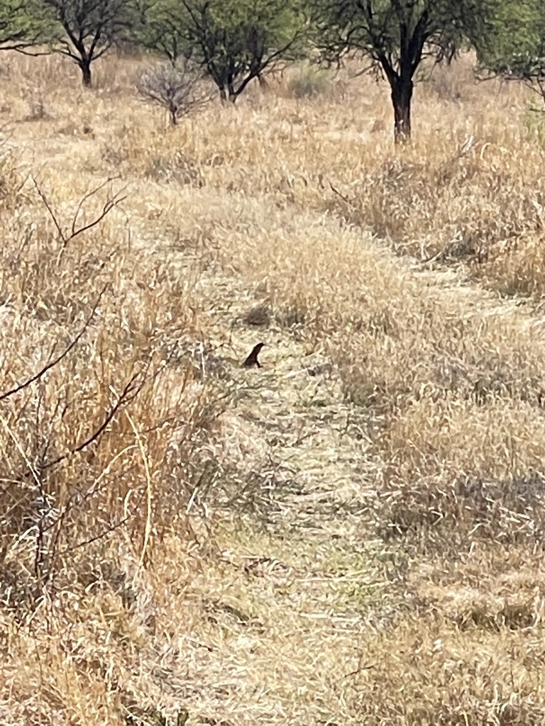 Giant Girdled Lizard in September 2021 by tomeitsparadise · iNaturalist