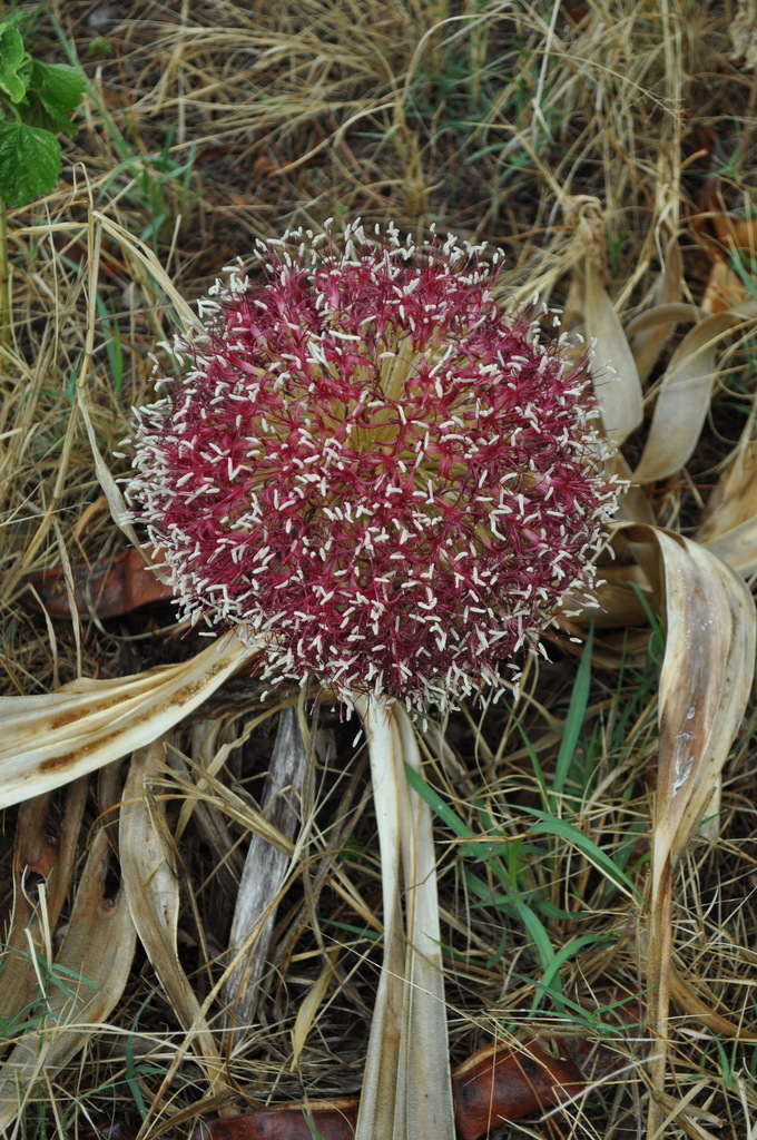 Poison-bulb from Broederstroom, 0240, South Africa on October 22, 2021 ...