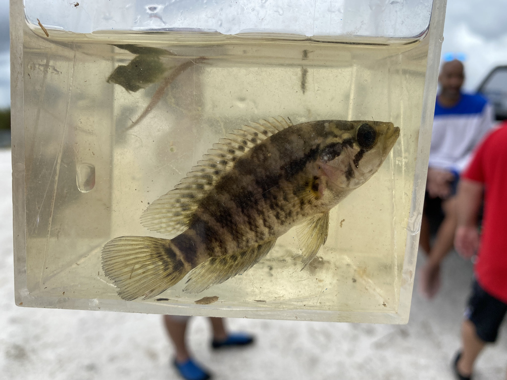 Jaguar Guapote from Arthur R. Marshall Loxahatchee National Wildlife ...