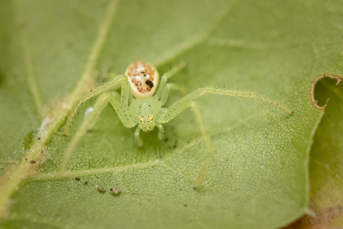 Diaea livens (Invertebrates of Foothills Nature Preserve) · iNaturalist