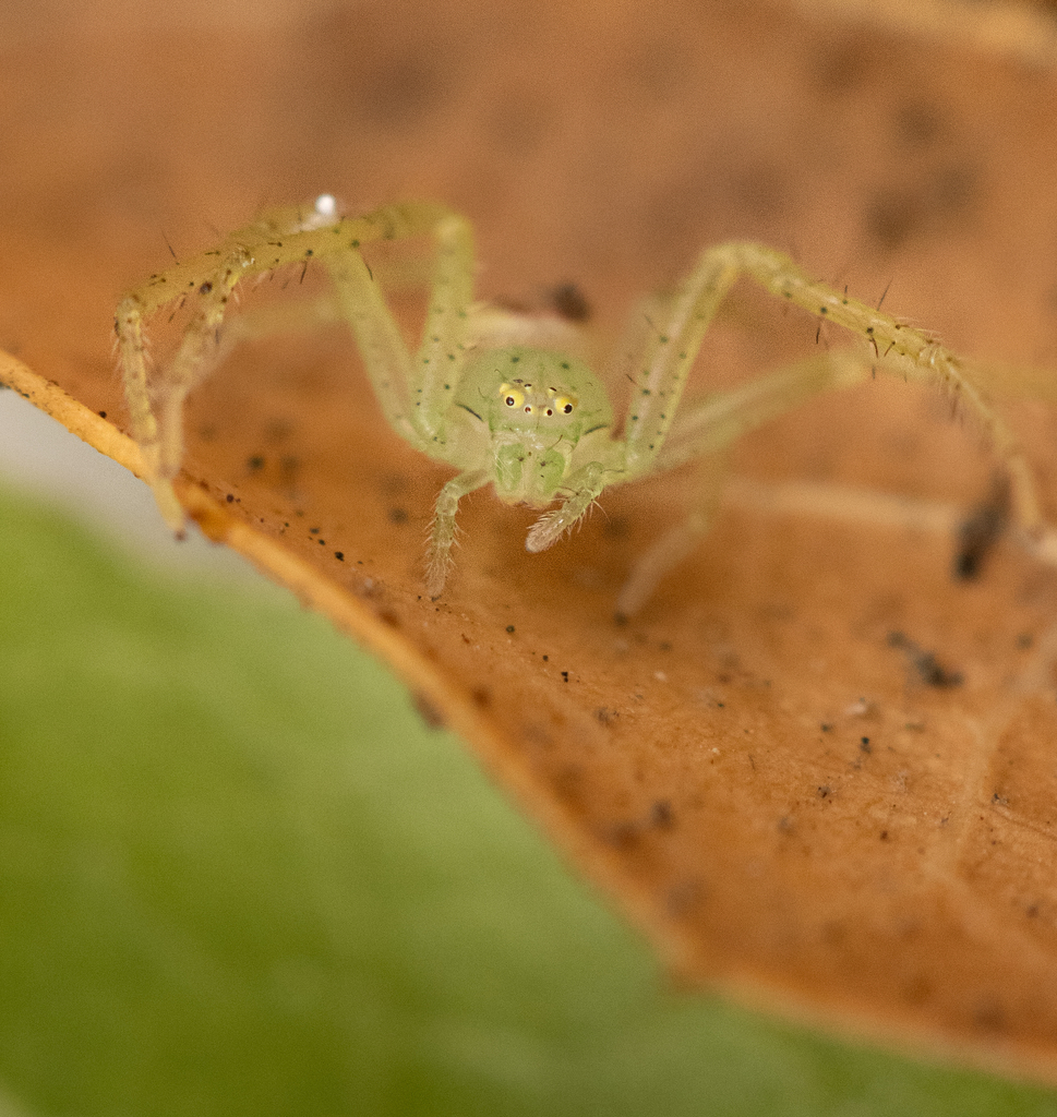 Diaea livens (Invertebrates of Foothills Nature Preserve) · iNaturalist