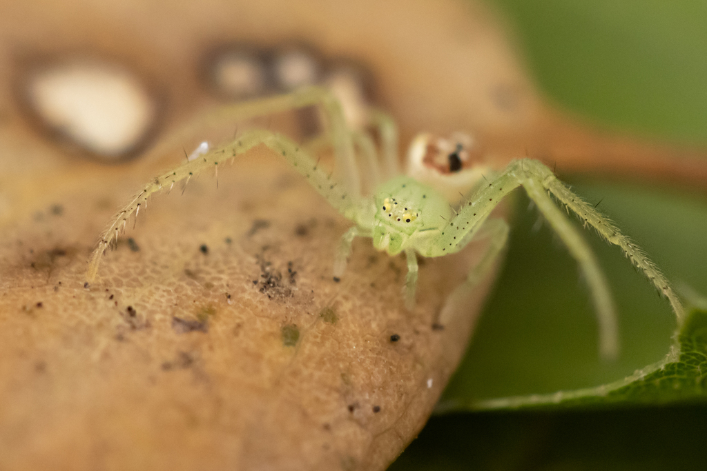 Diaea livens (Invertebrates of Foothills Nature Preserve) · iNaturalist