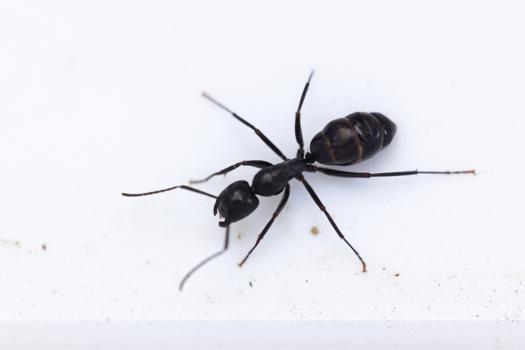 Western Carpenter Ant (Invertebrates of Foothills Nature Preserve ...