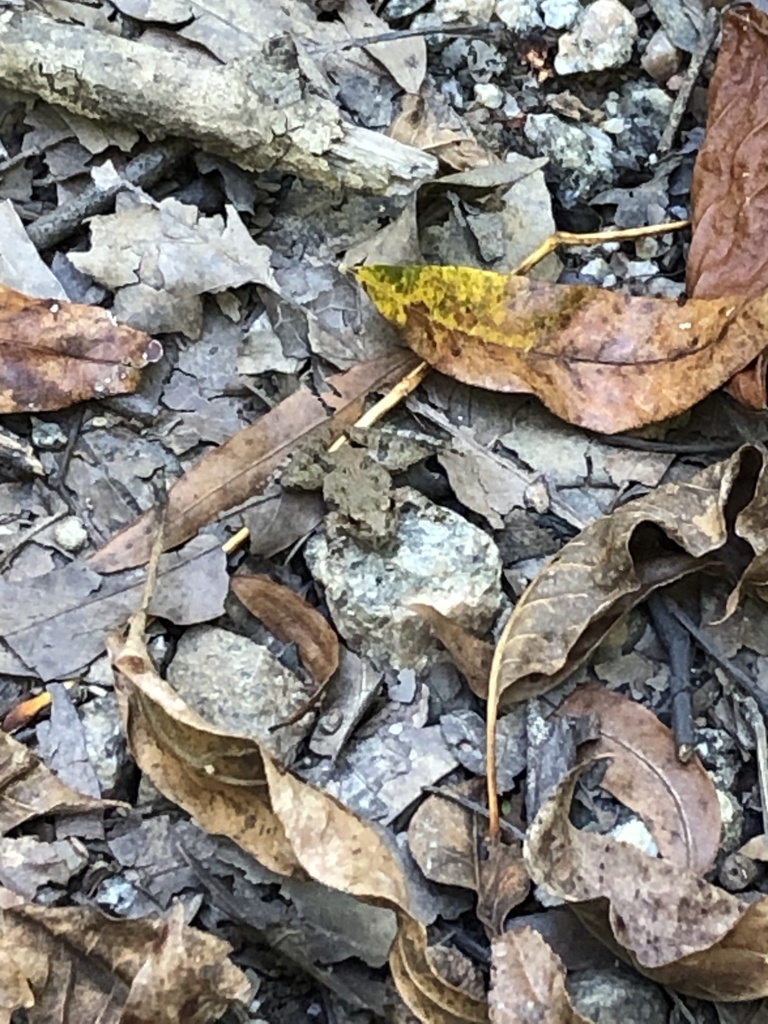 Northern Cricket Frog In October 2021 By Grant Paris INaturalist northern-cricket-frog-in-october-2021-by-grant-paris-inaturalist