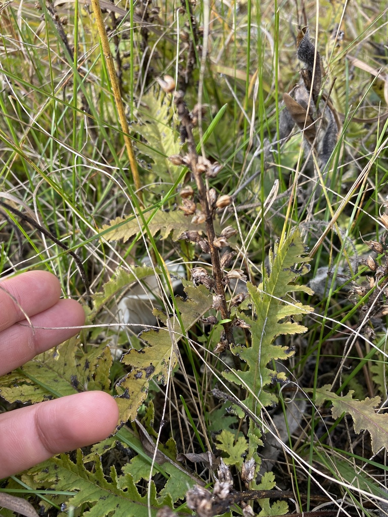 swamp lousewort from Black Earth, WI, US on October 22, 2021 at 03:21 ...