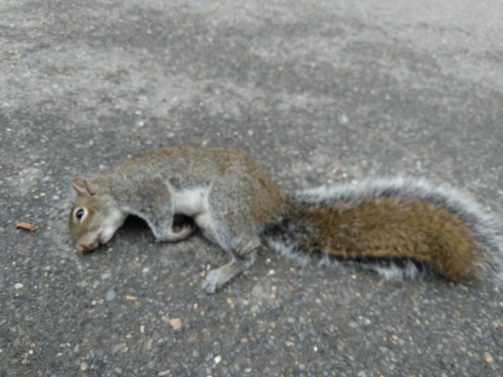 Allen's Squirrel from 25366 Coah., México on October 22, 2021 at 03:50 ...