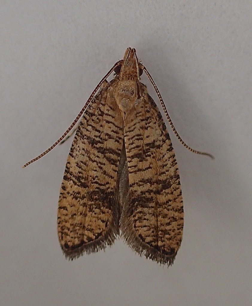 Oak Leaftier Moth from 1202 W 45th St, Richmond, VA 23225, USA on ...